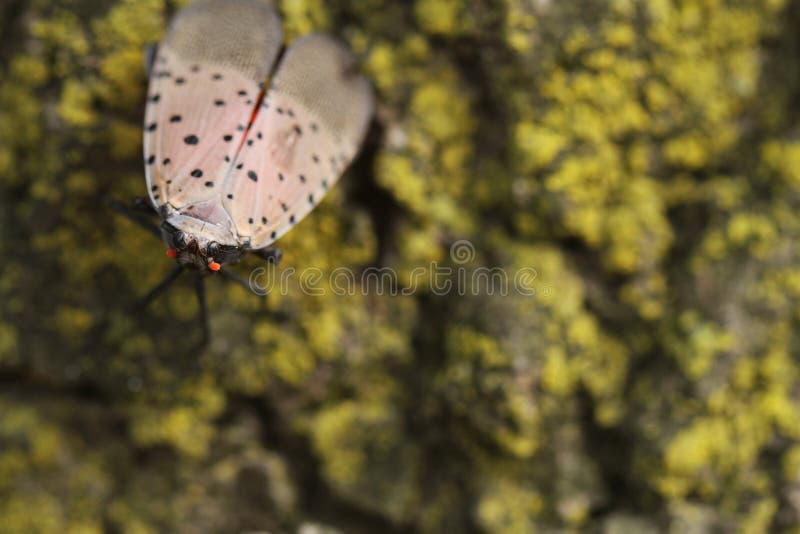 Macro of Little Bug on Tree Stock Photo - Image of autumn, backgrounds ...