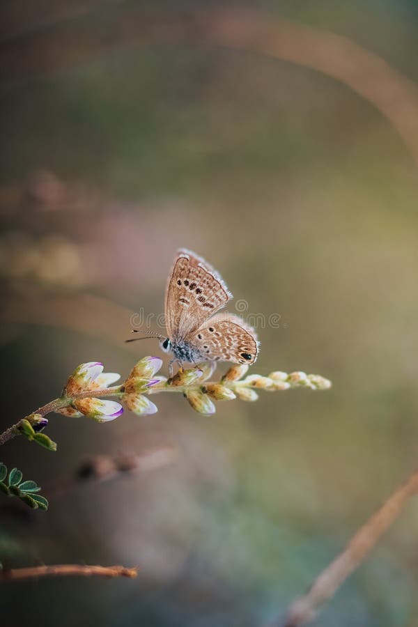 Macro Little Butterfly on Flower with Green Background Stock Image ...
