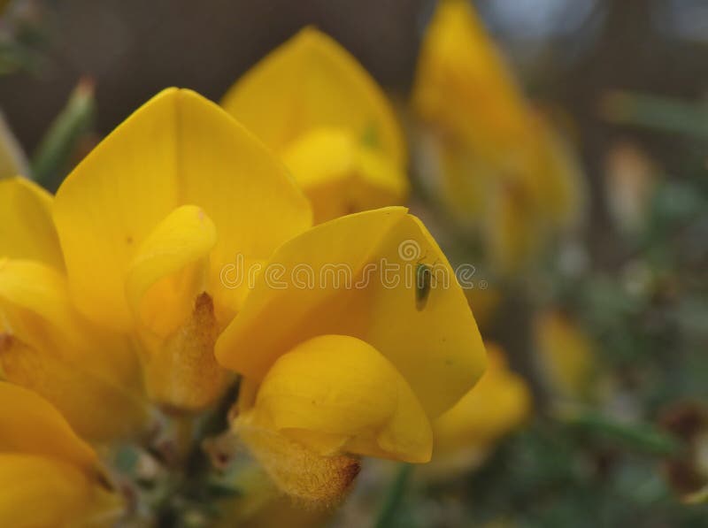 Gorse Flower with Little Green Fly Stock Image - Image of nature ...