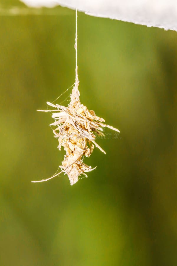Macro of Little Insect Nest on the Tree Stock Image - Image of little ...