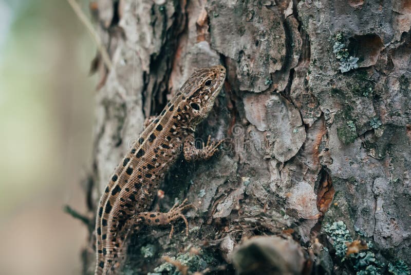Macro of Lizard Disguised As Tree Bark in Forest Closeup Stock Photo ...