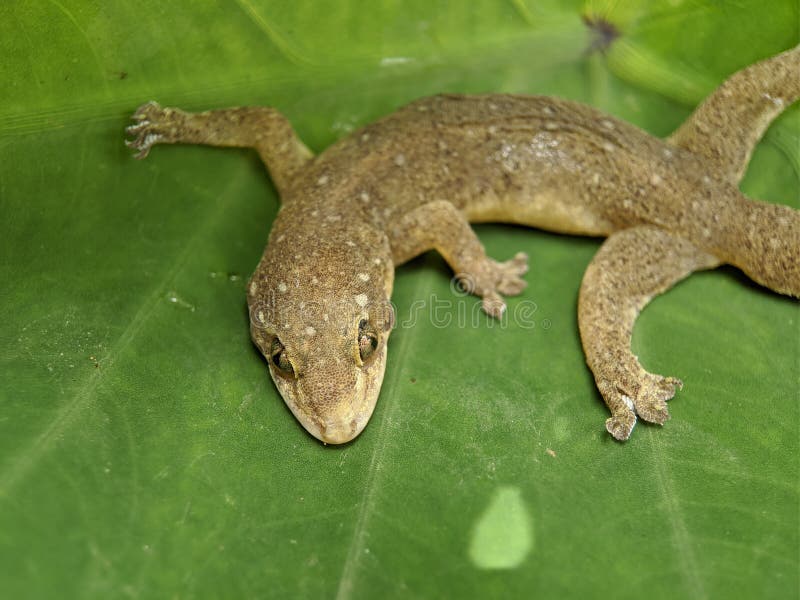 Macro of Lizard on Green Leaves Stock Image - Image of lizard, reptile ...