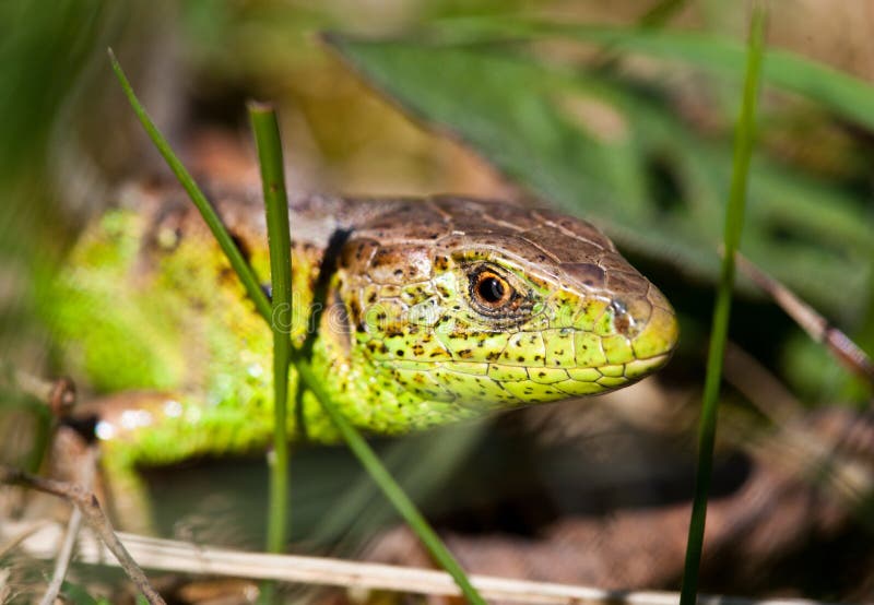 Macro of a lizard outdoor stock image. Image of carinatus - 19442821