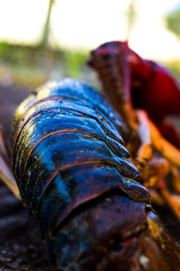 Macro of a lobster back stock photo. Image of detail - 108410968