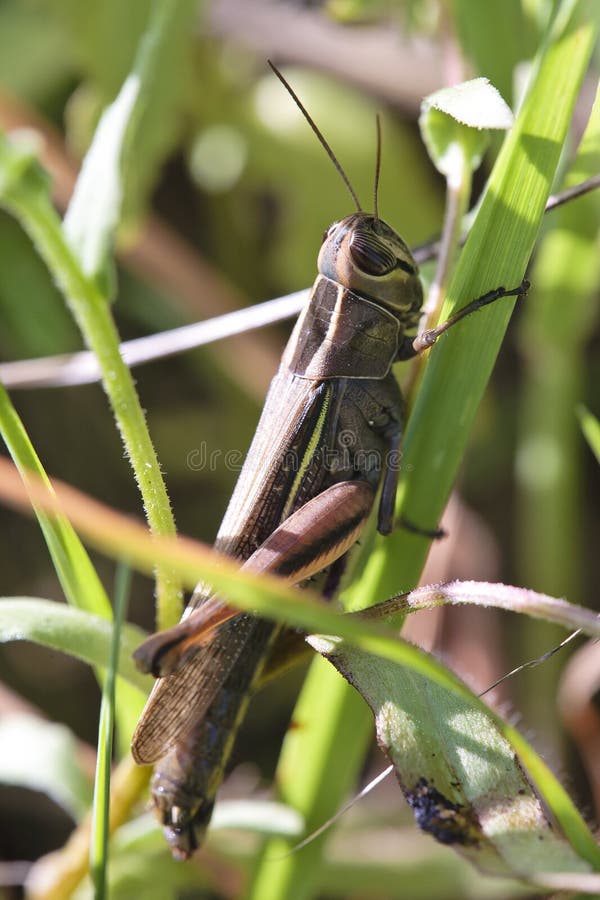 Locust profile stock photo. Image of winged, locust, animal - 5569608