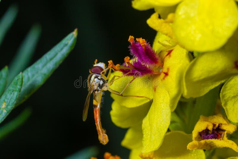 Macro of a Long Hoverfly Sphaerophoria Scripta of the Syrphidae Family ...