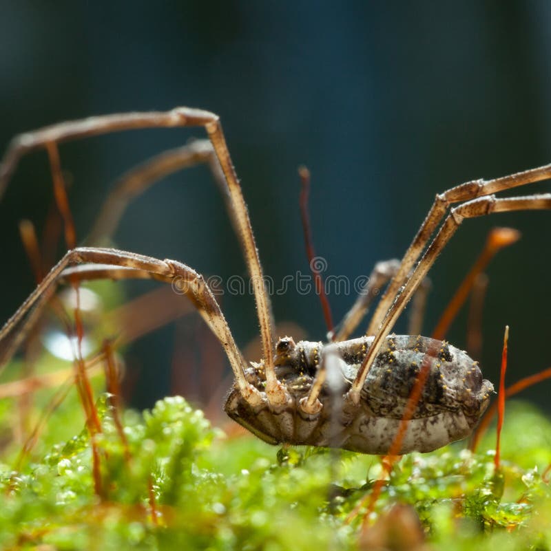 Spider in moss stock photo. Image of profile, angle - 308913138