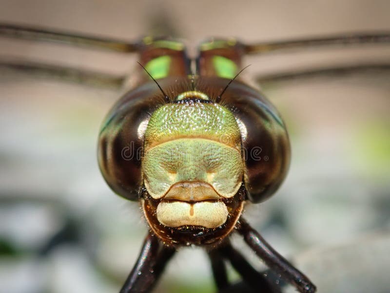 Opinión De Cara Mayor De La Libélula Foto de archivo - Imagen de ...