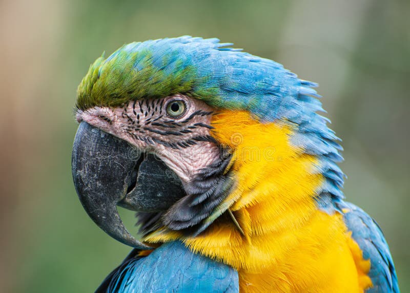 Macro of a Macaw s face stock photo. Image of macaw - 263930734