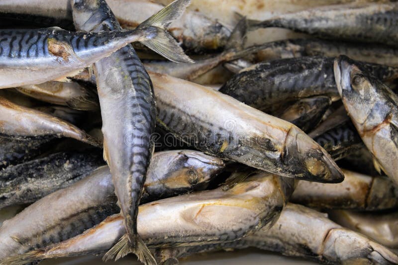 Macro of Mackerel Fish Lying One on Another at Fish Market, Elevated ...