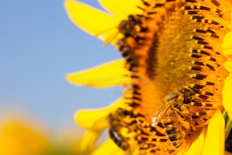 Macro Magic: Selective Focus on a Sunflower Bee Stock Image - Image of ...