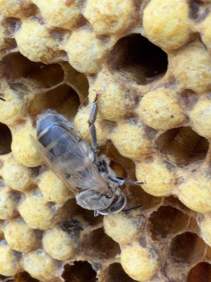 Macro of a Male Honey Bee (drone) Stock Photo - Image of entomology ...