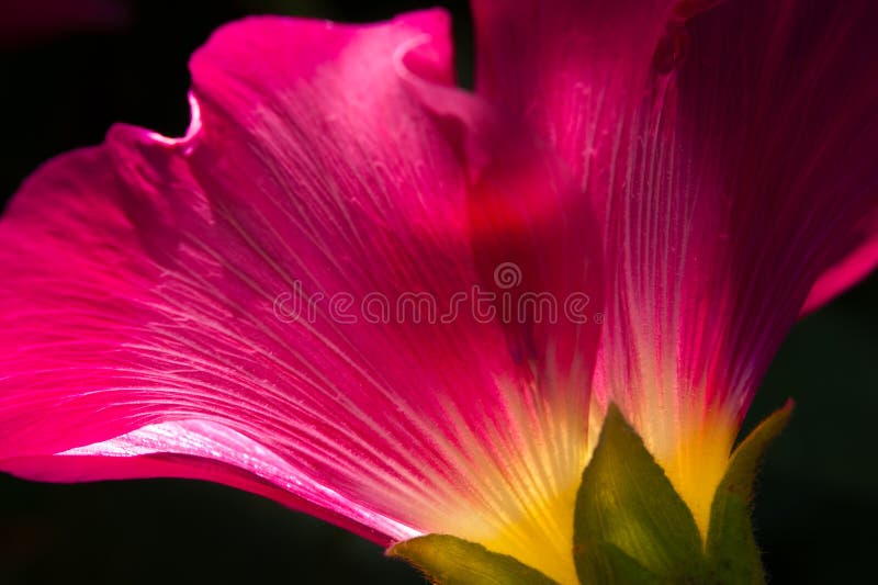 Purple tulip stock photo. Image of tulip, bright, plant - 8908568