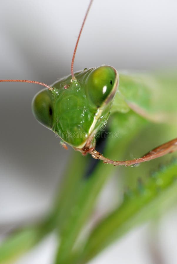 Macro mantis stock photo. Image of mantis, antenna, macro - 9106936