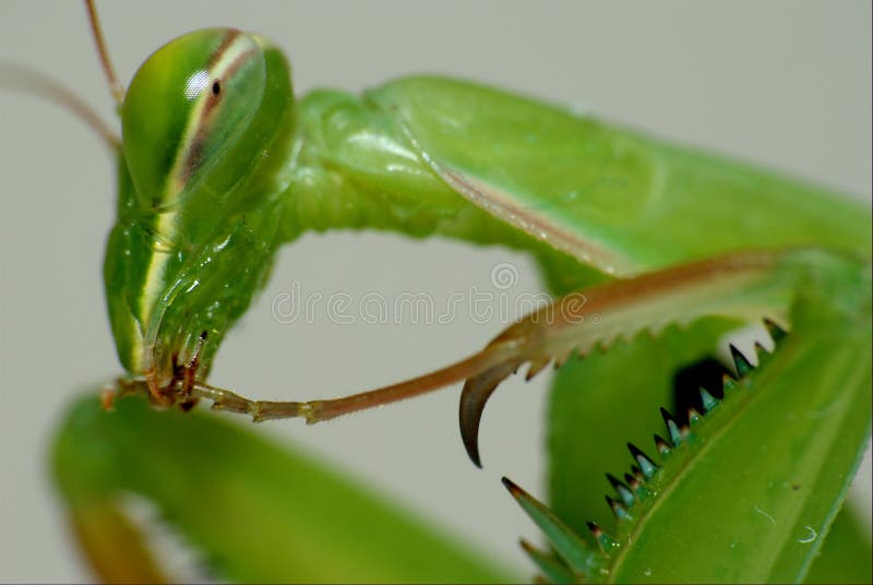 Macro mantis stock image. Image of antenna, lick, predator - 9107045