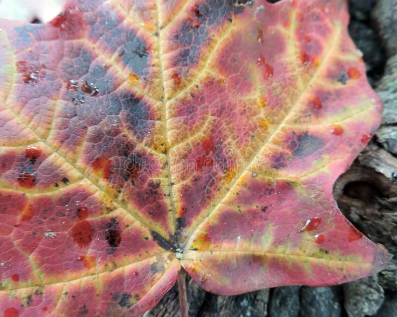 Macro Maple Leaf Changing Color Stock Image - Image of country ...