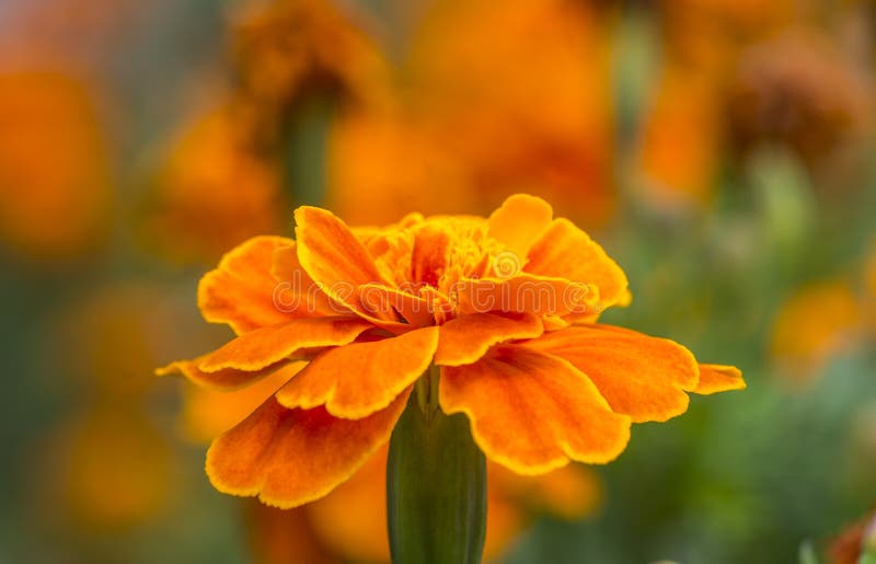 Macro Vivid Color Flower with Space for Text. Stock Photo - Image of ...