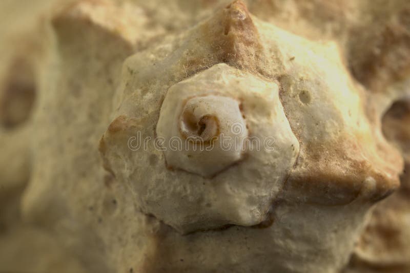 Macro Maritime Conch Shell Spiral Detail in Horizontal Stock Image ...