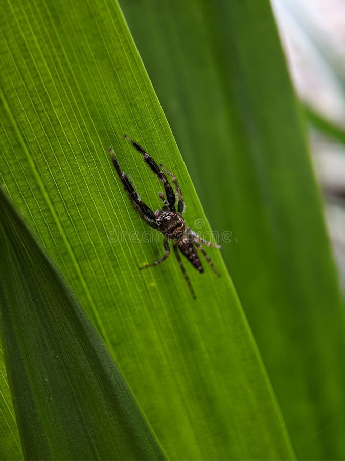 Macro of Marpissa Spider Insect on Green Leaves Stock Image - Image of ...