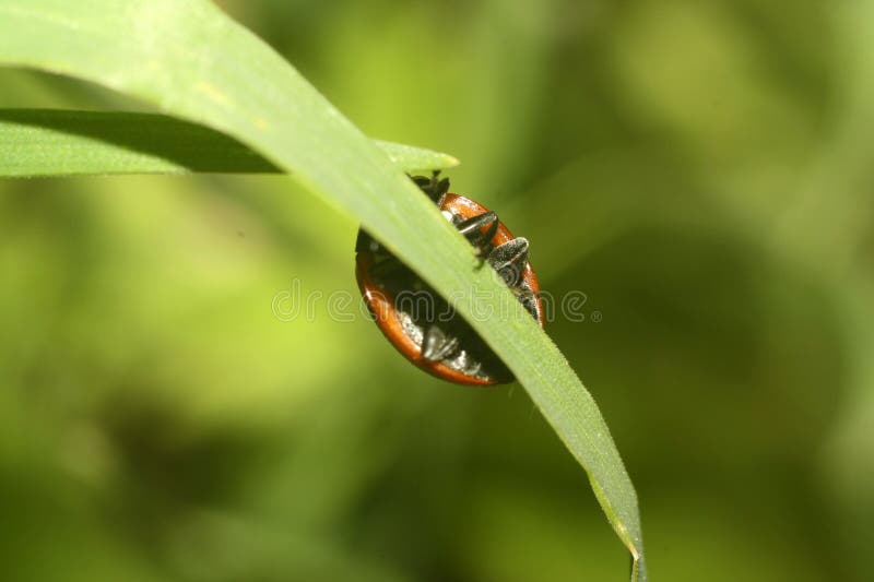 Macro Marvel: Insect Hidden among Grass Blades Stock Image - Image of ...
