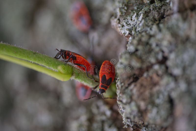 Macro of Mating Firebugs on a Leaf Stock Photo - Image of rock, mating ...