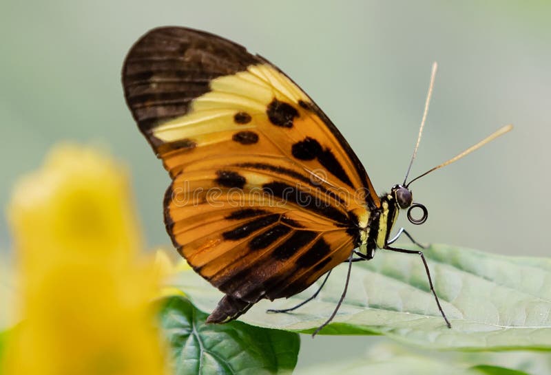 Melinaea Butterfly Stock Photos - Free & Royalty-Free Stock Photos from ...
