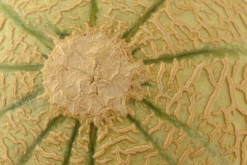 Melon Skin Macro - Texture Background Stock Image - Image of surface ...