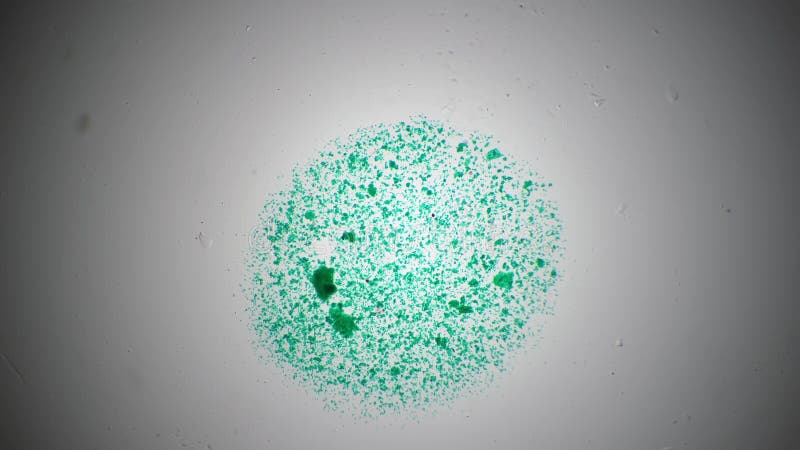 Macro of Microzyme Whole Mount Concentration Magnified Under Microscope ...