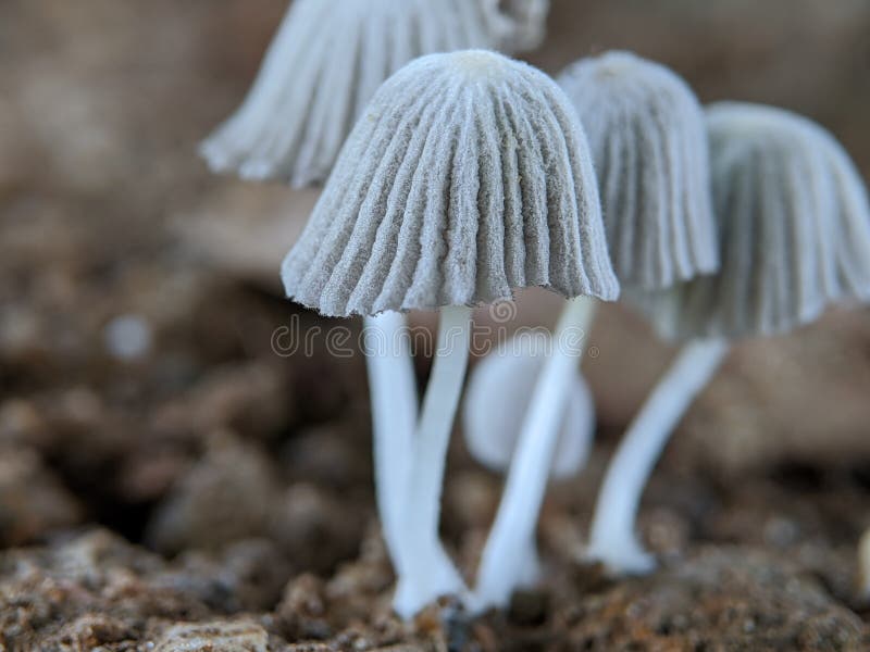Macro of Mini Mushroom Plant Stock Image - Image of white, mini: 256107617