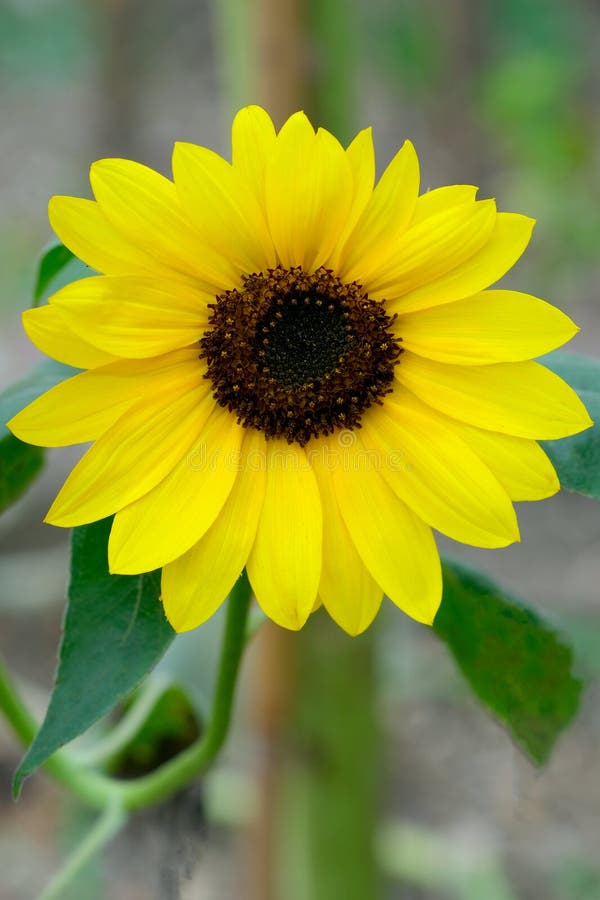 Macro Mini Sunflower Close Up. Sunflower Stem Close Up in the Garden ...
