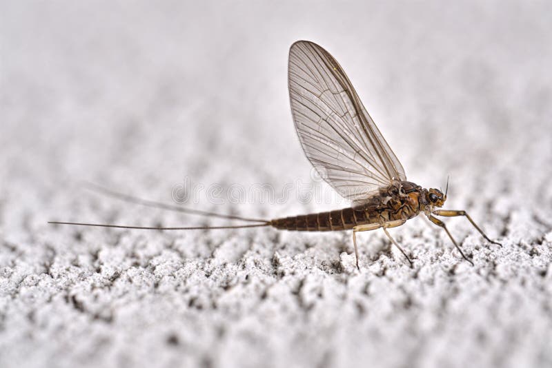 Macro of Minnow Mayfly (siphlonuridae) on Wall Stock Photo - Image of ...
