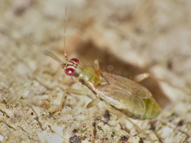 Mirid Bug - Dicyphus Stachydis Stock Image - Image of park, outdoor ...
