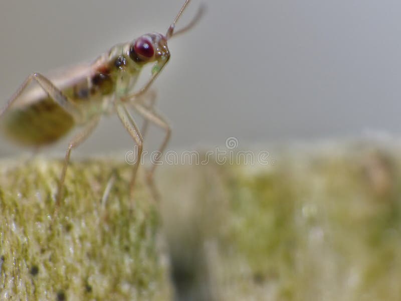 Mirid Bug - Dicyphus Stachydis Stock Image - Image of flora, frimley ...