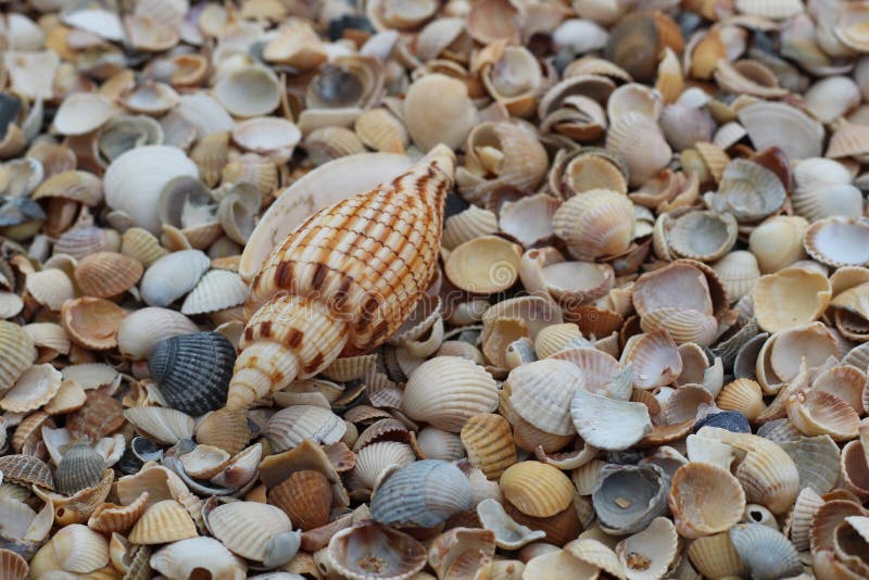 Macro Mode. a Large Beautiful Shell Lies among the Many Small Shells on ...