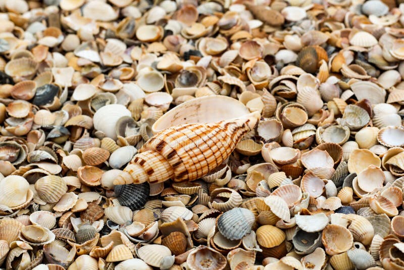 Macro Mode. a Large Beautiful Shell Lies among the Many Small Shells on ...