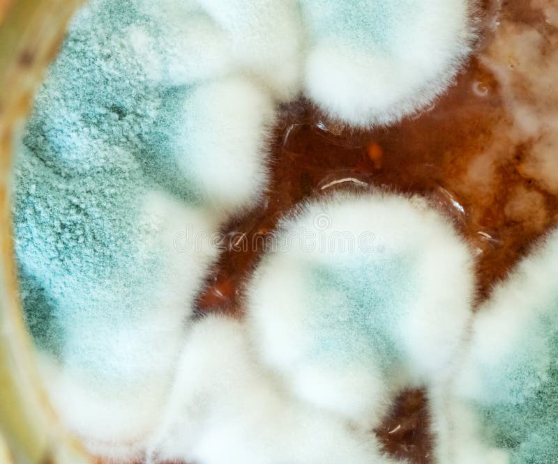 Macro Mold and Bacterial Colonies Growing on Jam Surface, Top View ...