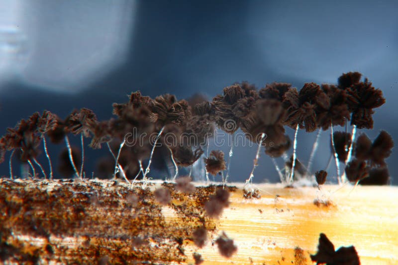 Macro mold stock photo. Image of decay, macro, allergy - 30402900