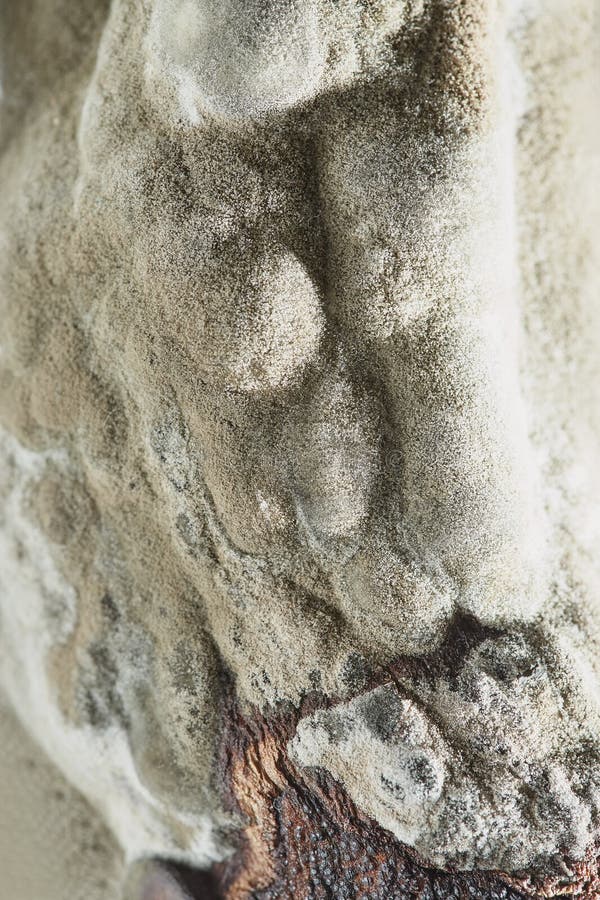 Macro of Mold Spreading on Decomposing Material Stock Photo - Image of ...