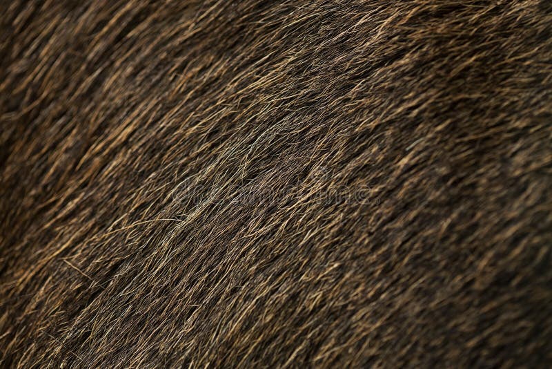 Macro moose fur texture stock image. Image of colors - 90358753