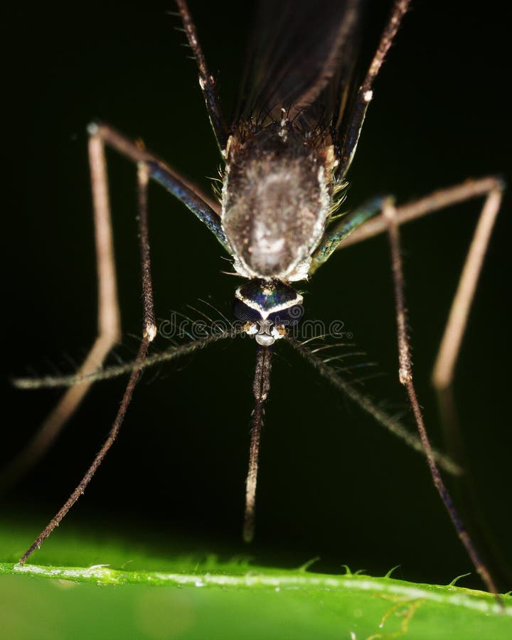 Macro of a mosquito stock image. Image of insect, sucking - 8070765