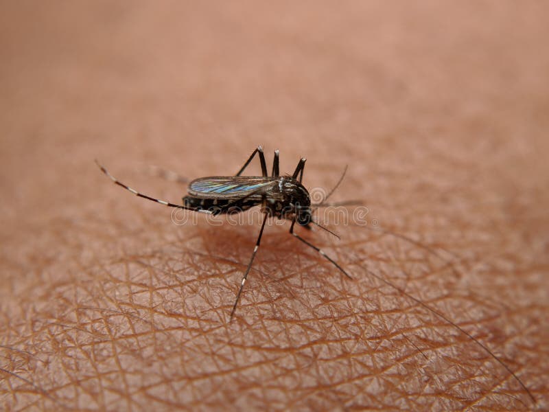 Macro of Mosquito Insect on Human Skin Stock Photo - Image of macro ...