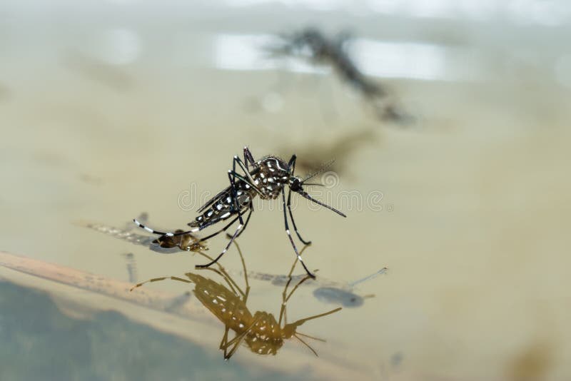 Macro of a Mosquito on Water Stock Image - Image of chemicals, biology ...