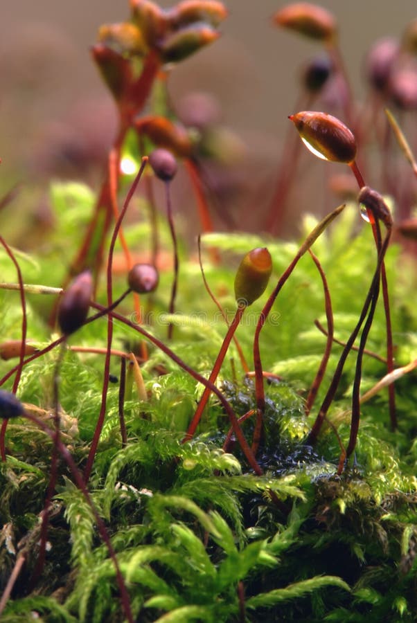 Macro of moss stock photo. Image of autumn, etude, anophyte - 11259726