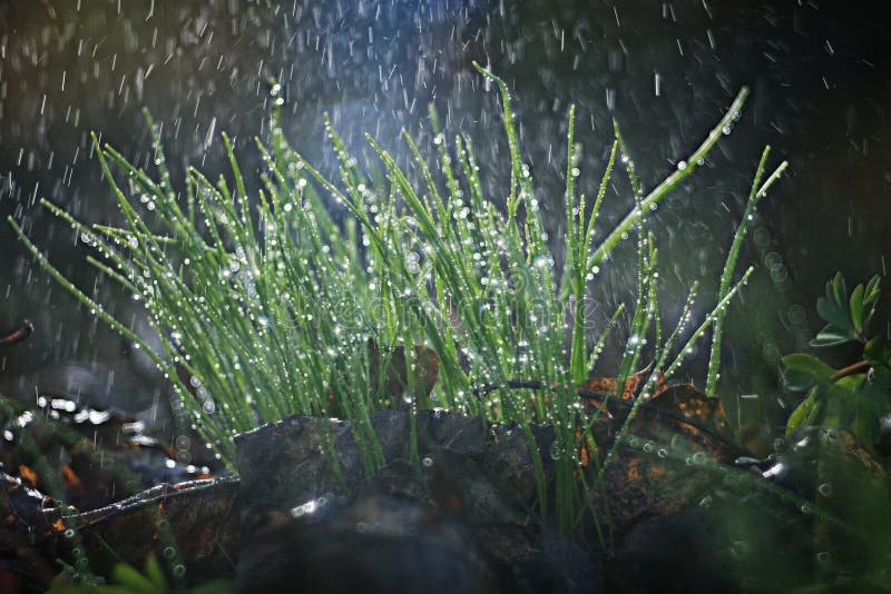 Macro Moss Surface Photography Stock Photo - Image of prima, moss ...