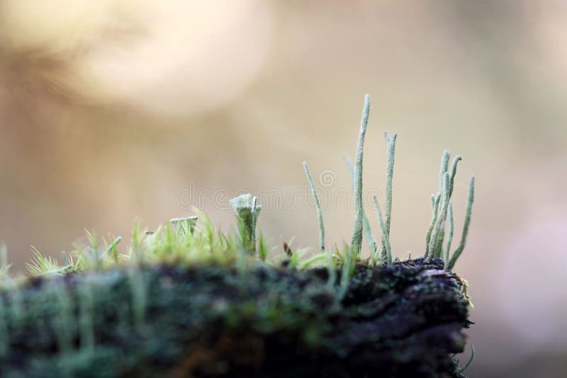 Macro moss meadow stock photo. Image of raindrop, rock - 67952330