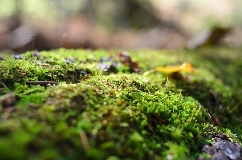 Macro moss in forest stock photo. Image of green, abstract - 98441396