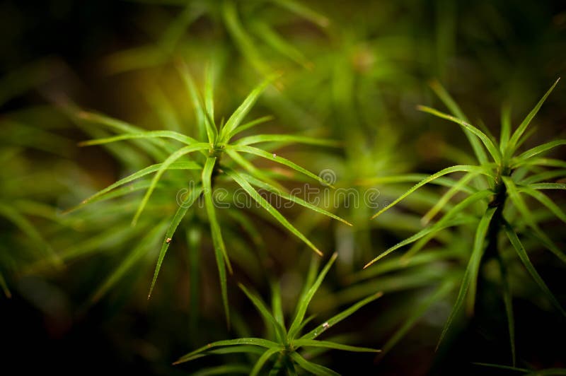 Macro of Moss in Forest stock image. Image of temperate - 80451305