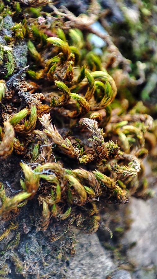 Macro Moss on the Green Tree in the Forest Stock Image - Image of moss ...