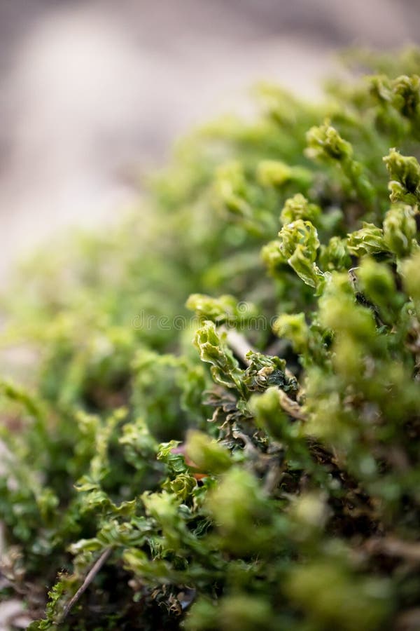 Macro Moss with Selective Focus Vertical Background. Blurred Nature ...