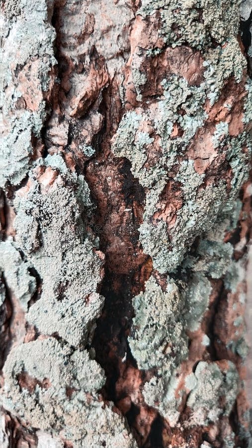 Macro Moss Surface Photography Stock Photo - Image of prima, moss ...